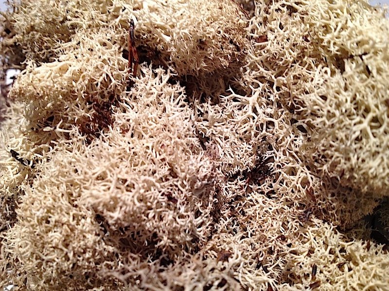 Muschio sintetico color naturale 45 gr - Materiali - Per il fai da ...